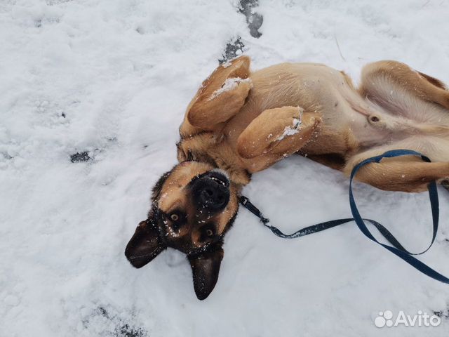 Лучшая собака хочет в семью