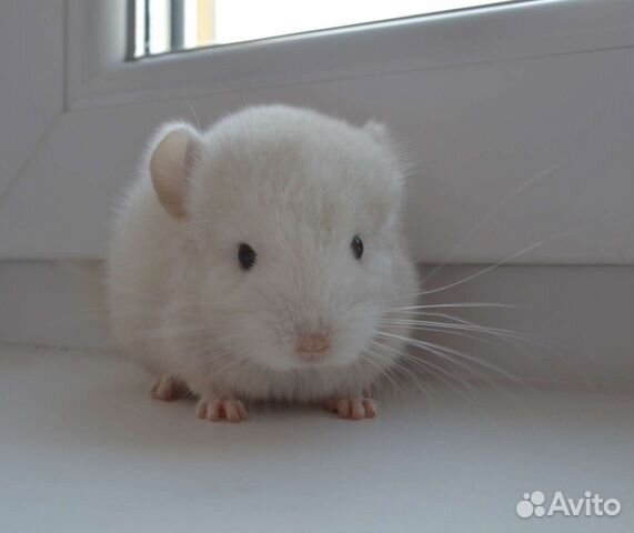 Шиншилла