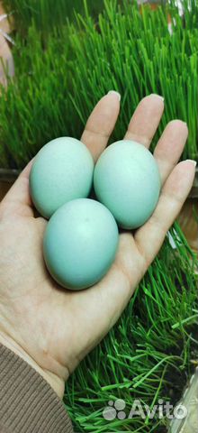 Инкубационное яйцо