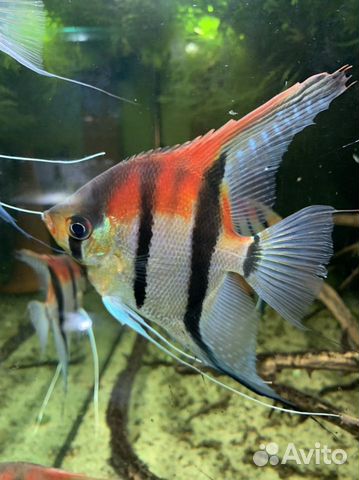 Скалярия манакапуру высокое качество