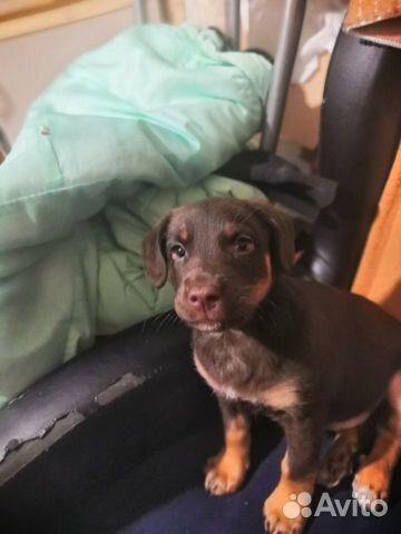 Щенок метис Той-терьер