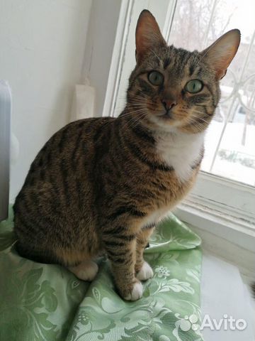 Кошечка с изумрудными глазками