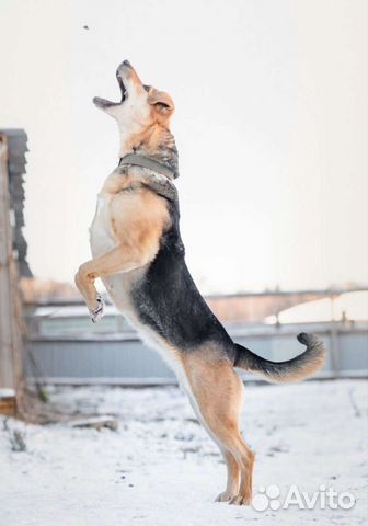 Отличный друг и компаньон