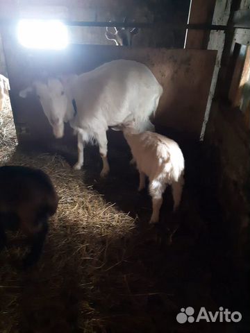 Молодые козочки и дойные козы