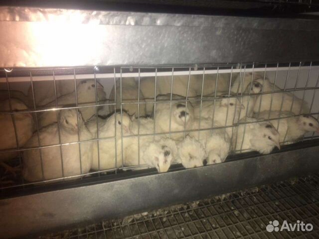 Перепела суточные Техасской породы