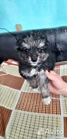 Мохнатое чудо с доставкой на дом