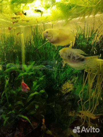 Мальки гурами