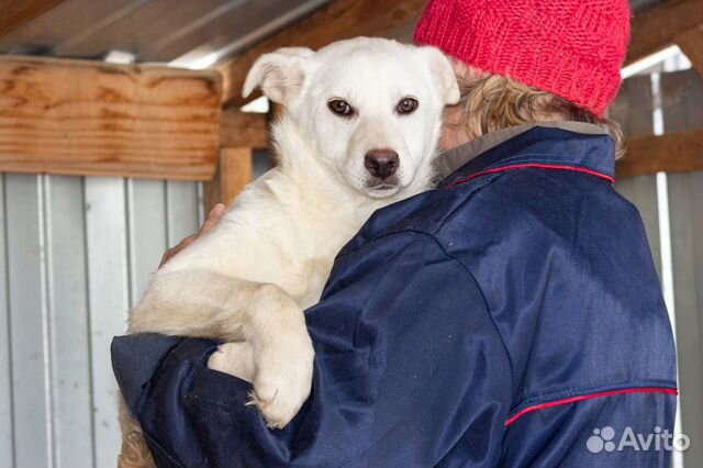 Щенки в надежные руки