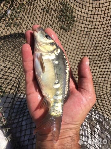 Продаётся малёк карпа