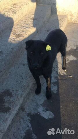 Уголёк в поисках дома