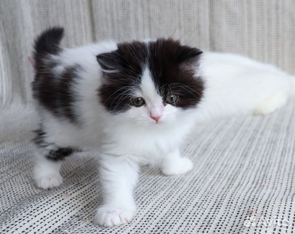 Котенок Шотландский Скоттиш Страйт