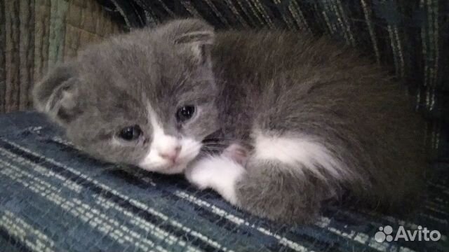 Кошка британчики