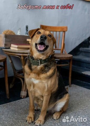 Собака компаньон Тяпа в квартиру или дом