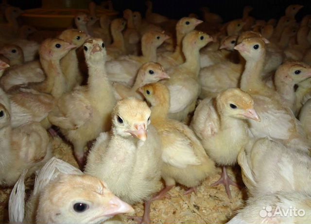 Индюки индюшата, подрощенные