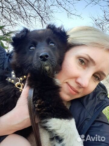 Щенок Бонни в добрые руки девочка