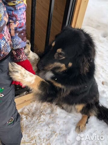 Собака в добрые руки, красивый метис овчарки
