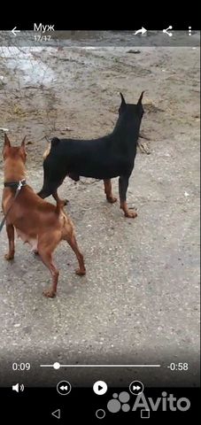 Щенки цвергпинчера