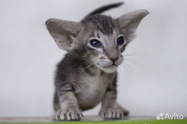 Ориентальный чудо котик