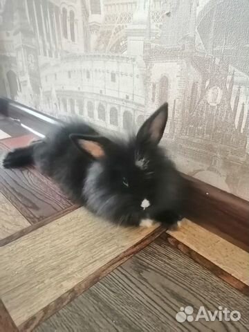 Кролики вязка