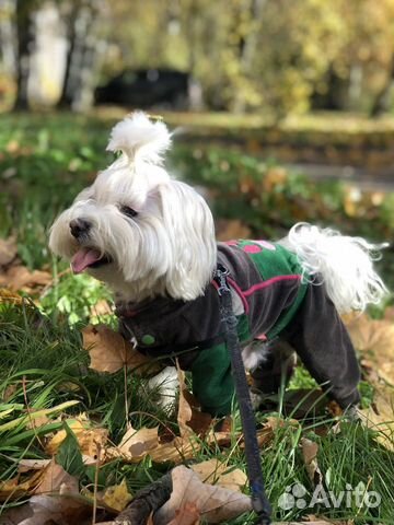 Мини мальтезе (вязка)