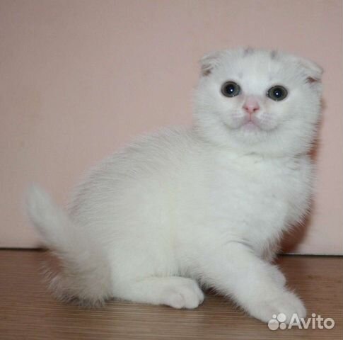 Вислоухие с документами