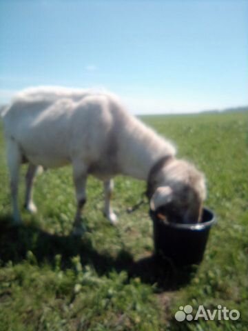 Племянной козел и козочка