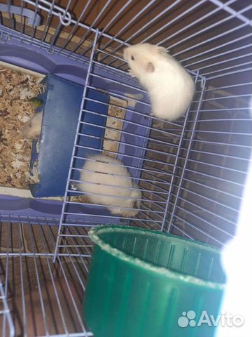 Серийские хомяки