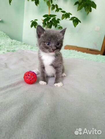 Котомалыши)