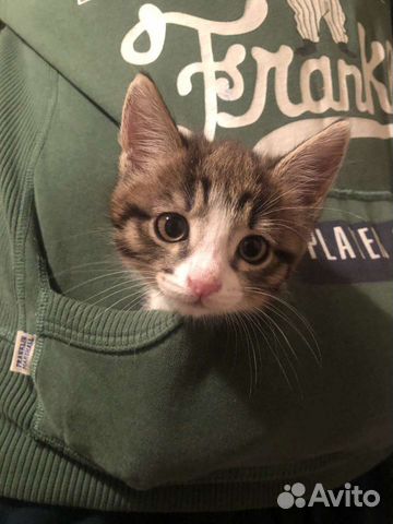 Пушистик ищет заботливую семью