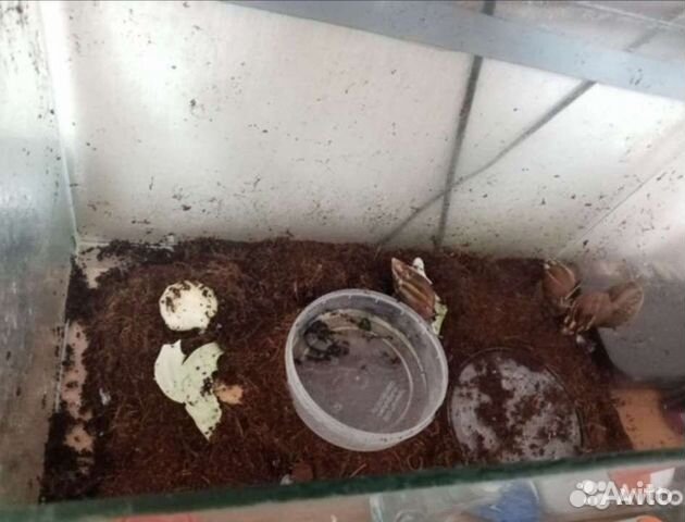 Улитки ахатины