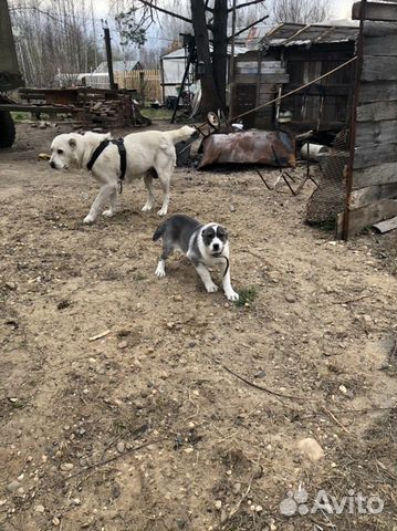 Среднеазиатская овчарка щенок девочка