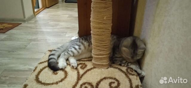 Кошки шотландцы вислоухие бесплатно