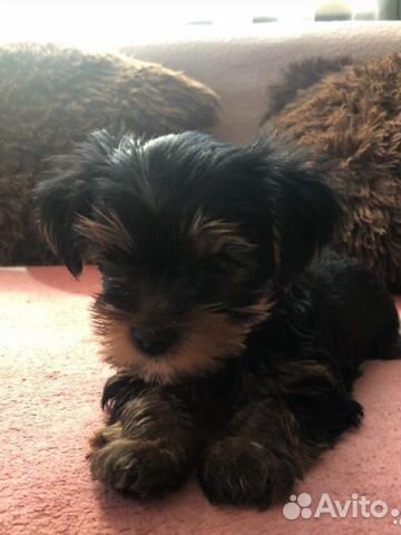 Милый щеночек Йорка