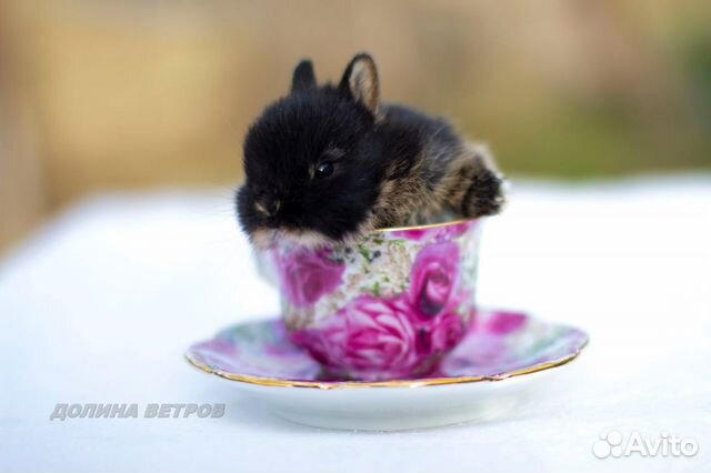 Настоящие супер мини кролики Миноры