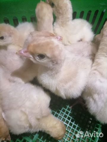 Бройлерная Индейка Хайбрид Конвертер