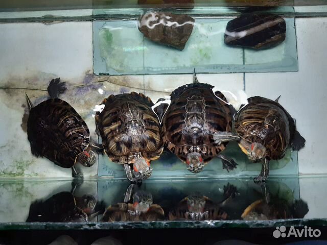 Четыре водяные красноухие черепахи