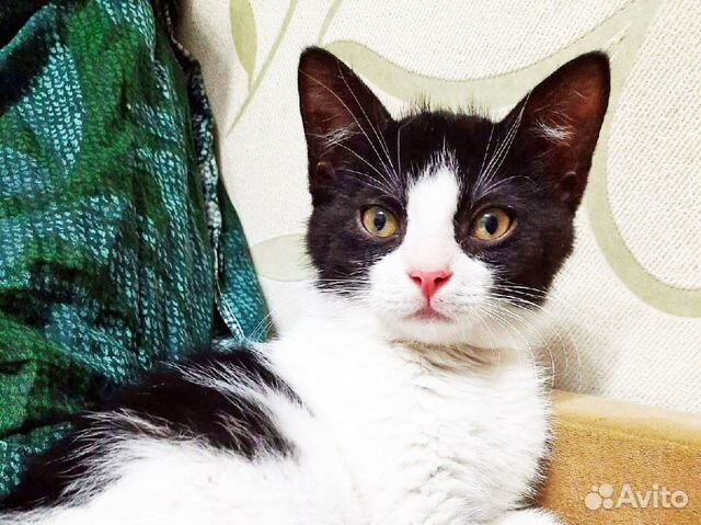 Умненький очаровательный котенок