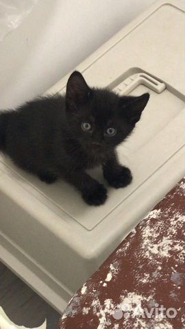 Котенок Вальс