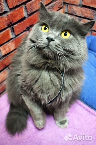 Кошка Зефирка 1,5 года ищет дом