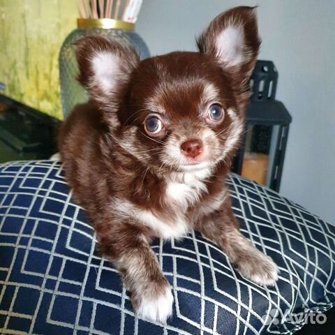 Длинношерстный чихуахуа