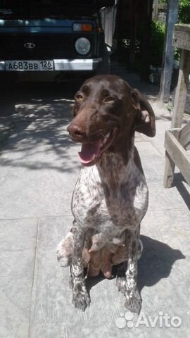 Щенки курцхаара