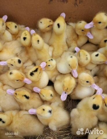 Утята муларды