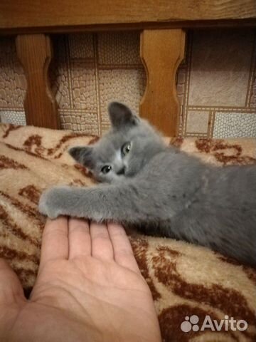 Шотландская девочка. 2мес