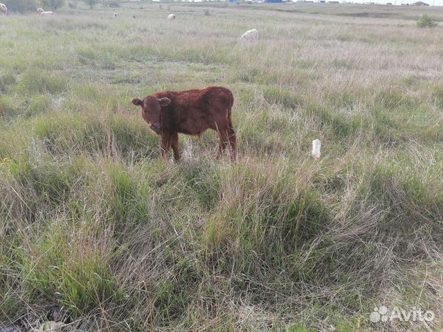 Молодой бычок