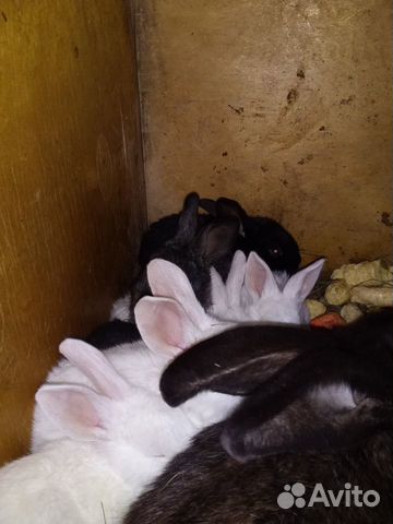 Кролики молодняк