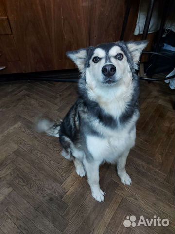 Хаски метиска