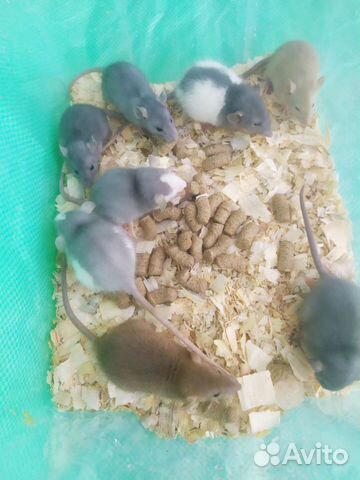 Доставка крысят