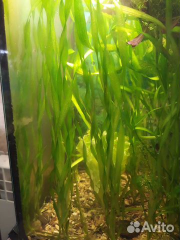 Аквариумные растения