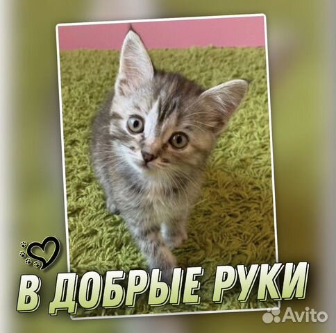 Невероятное чудо в поисках дома