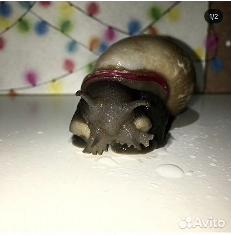 Улитки мегасы